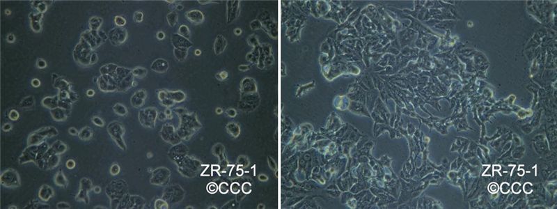 国家实验细胞资源共享平台